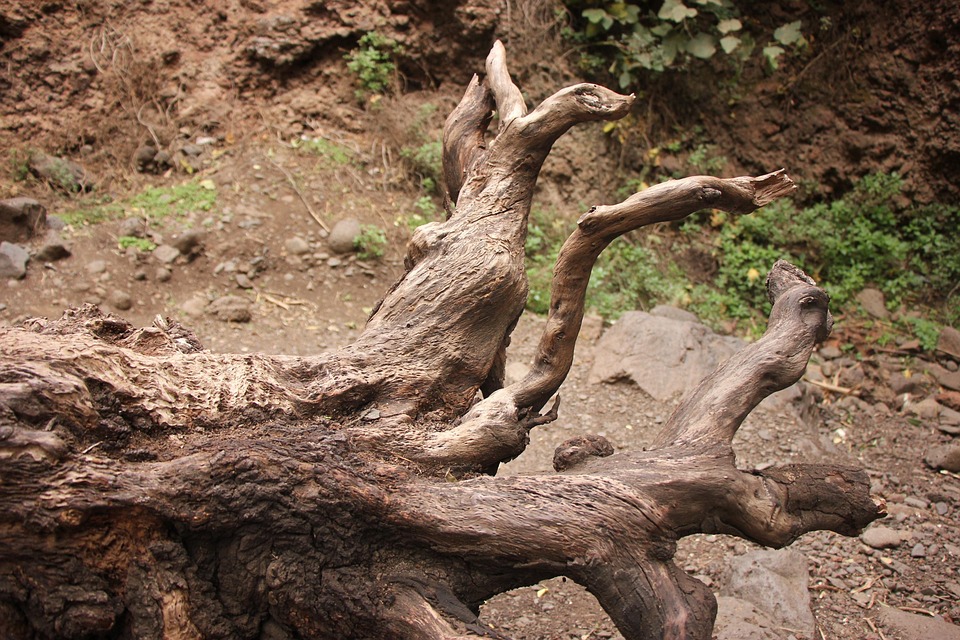 Wood Tree - Free photo on Pixabay - Pixabay