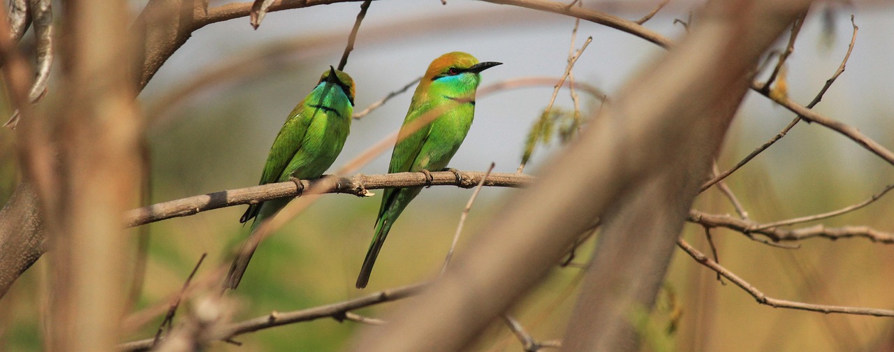 Oiseau Nature Vert - Photo gratuite sur Pixabay - Pixabay