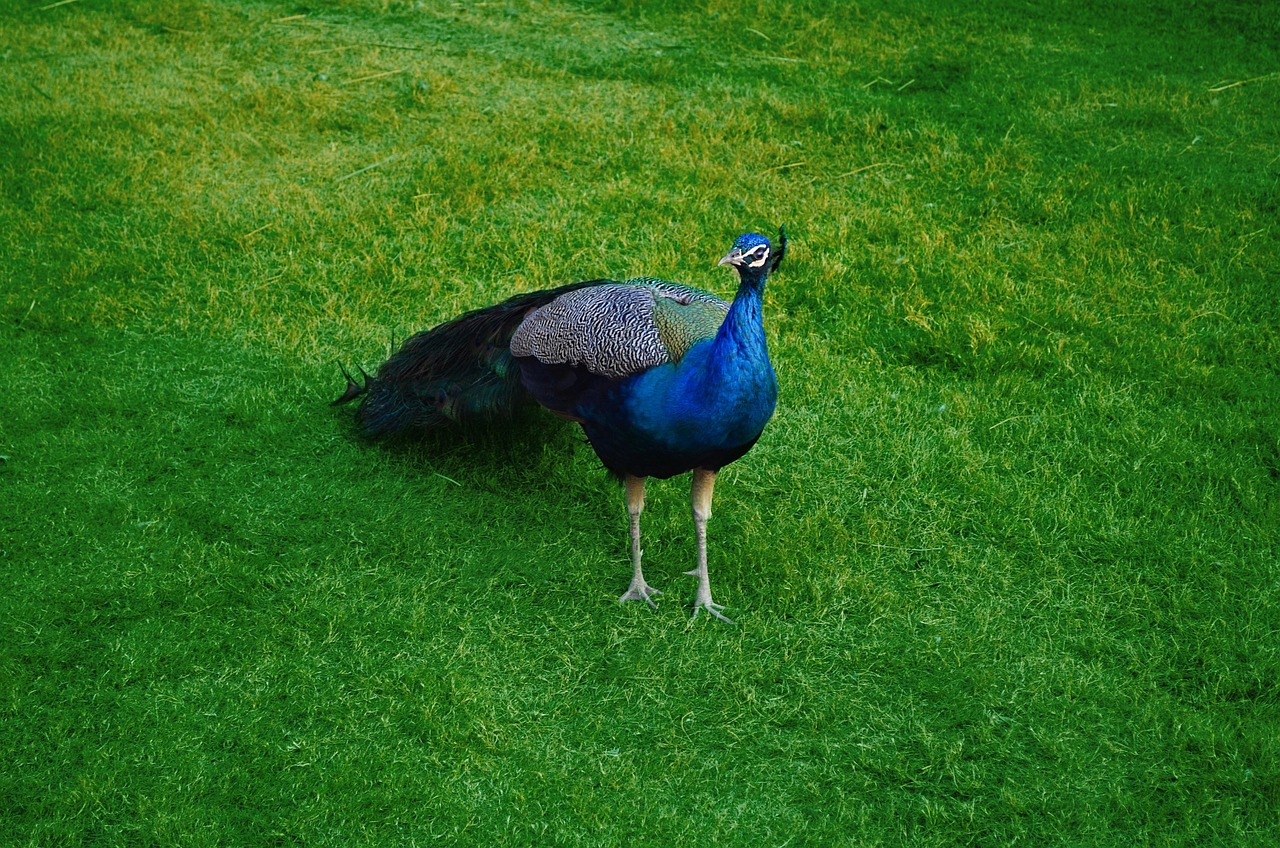 Pavo Real Fauna Silvestre Safari - Foto gratis en Pixabay - Pixabay