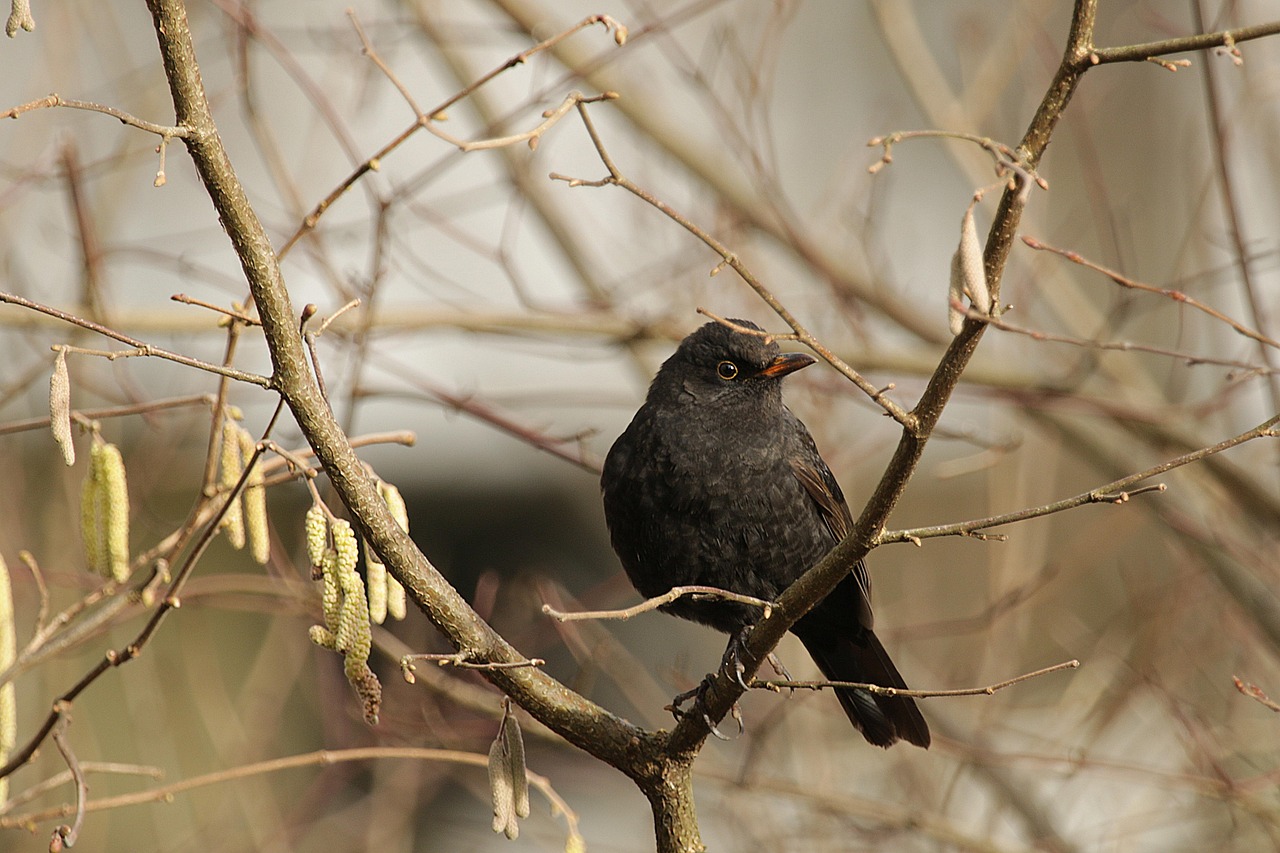Blackbird Bird Branch - Free photo on Pixabay