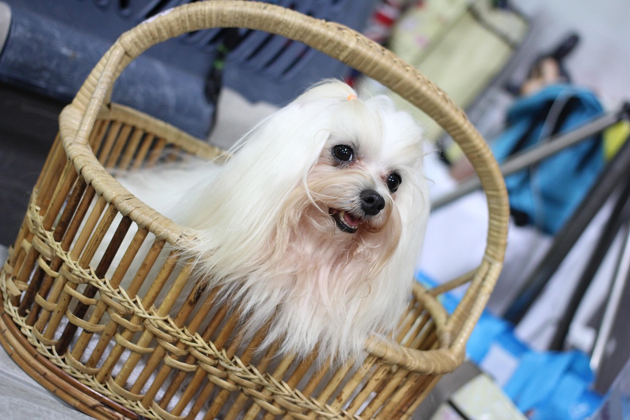 Dog Show Small Shih - Free photo on Pixabay