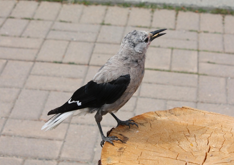 Bird Nature Clarks Nutcracker - Free photo on Pixabay - Pixabay