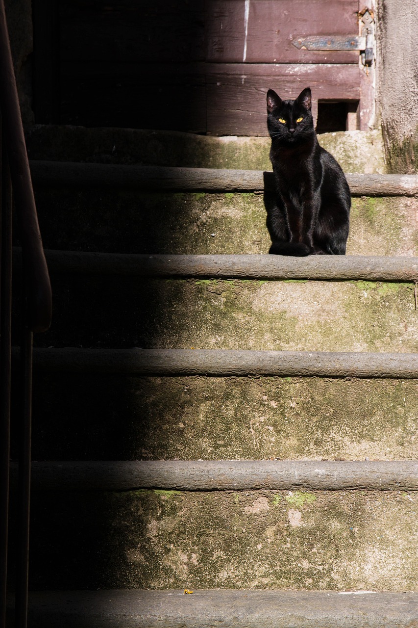 Cat Steps Contrast - Free photo on Pixabay - Pixabay