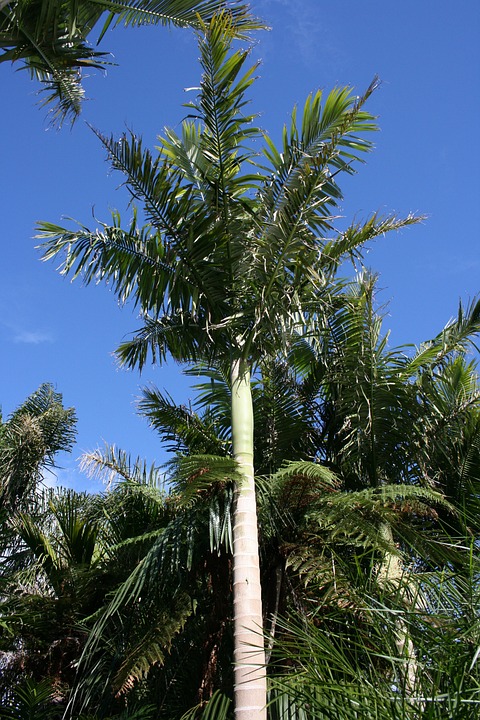 Palm Forest Decorative Tree New - Free photo on Pixabay