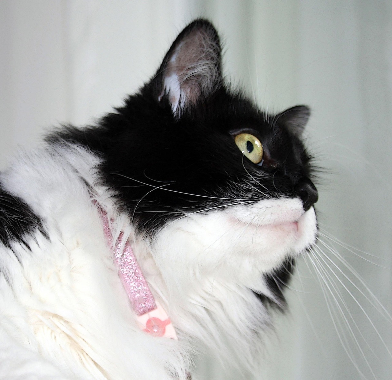 Tuxedo Kitten Blue Eyes