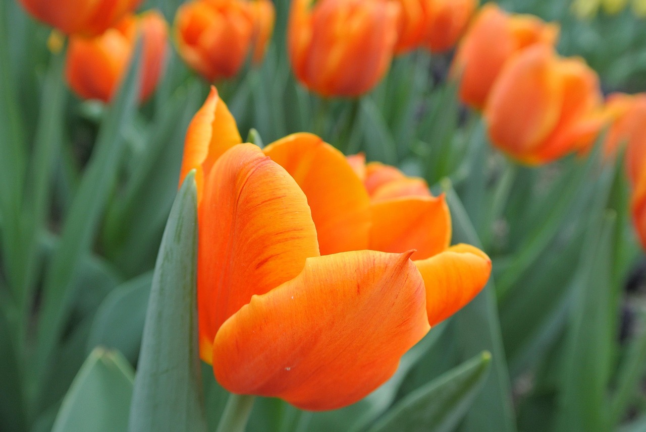 Tulpen Bloem Oranje - Gratis foto op Pixabay - Pixabay