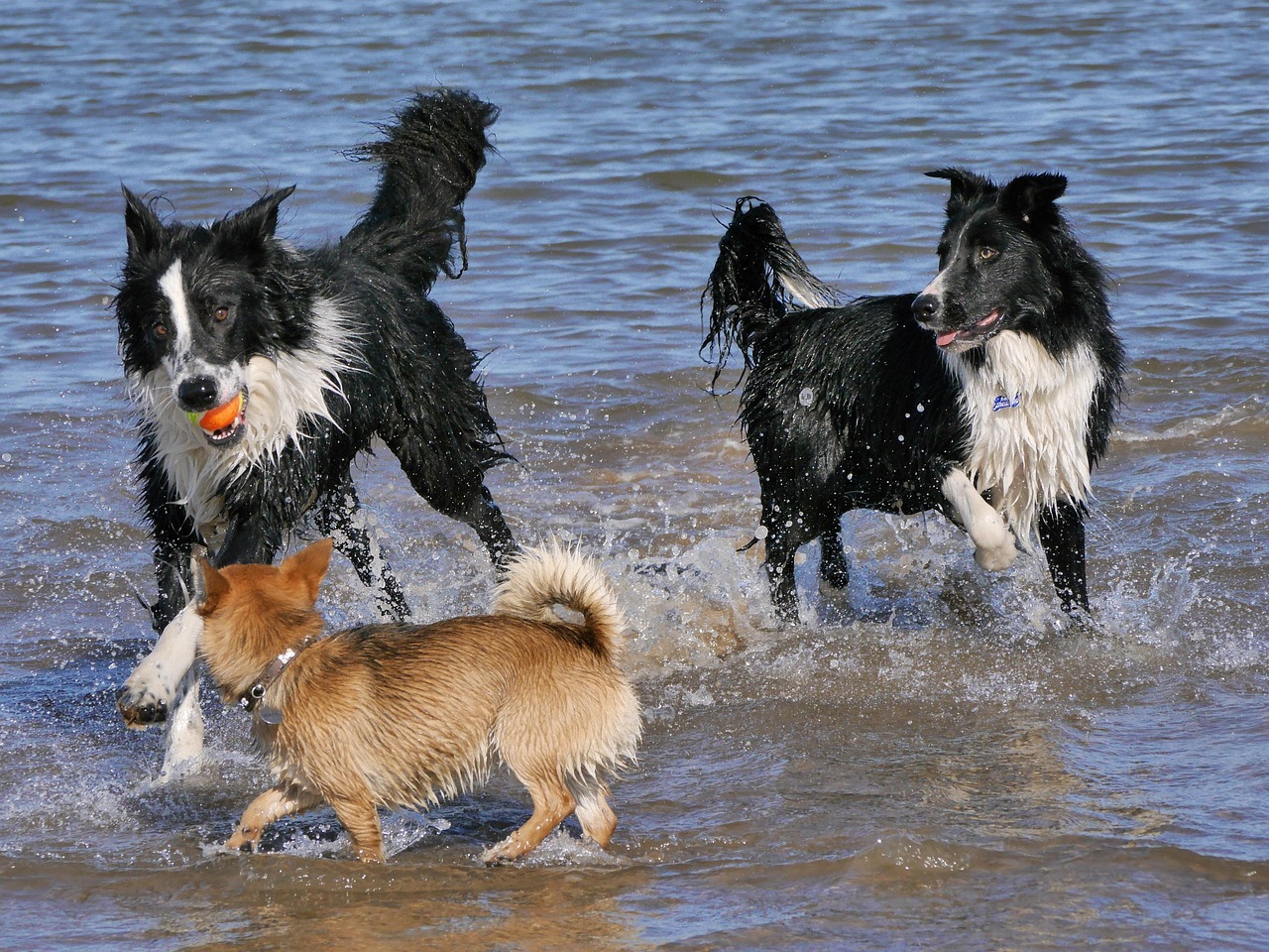 Border Collie Dogs Playing Sea - Free photo on Pixabay - Pixabay