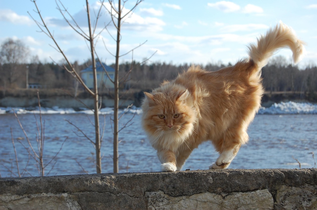 Animal Ginger Cat - Free photo on Pixabay - Pixabay