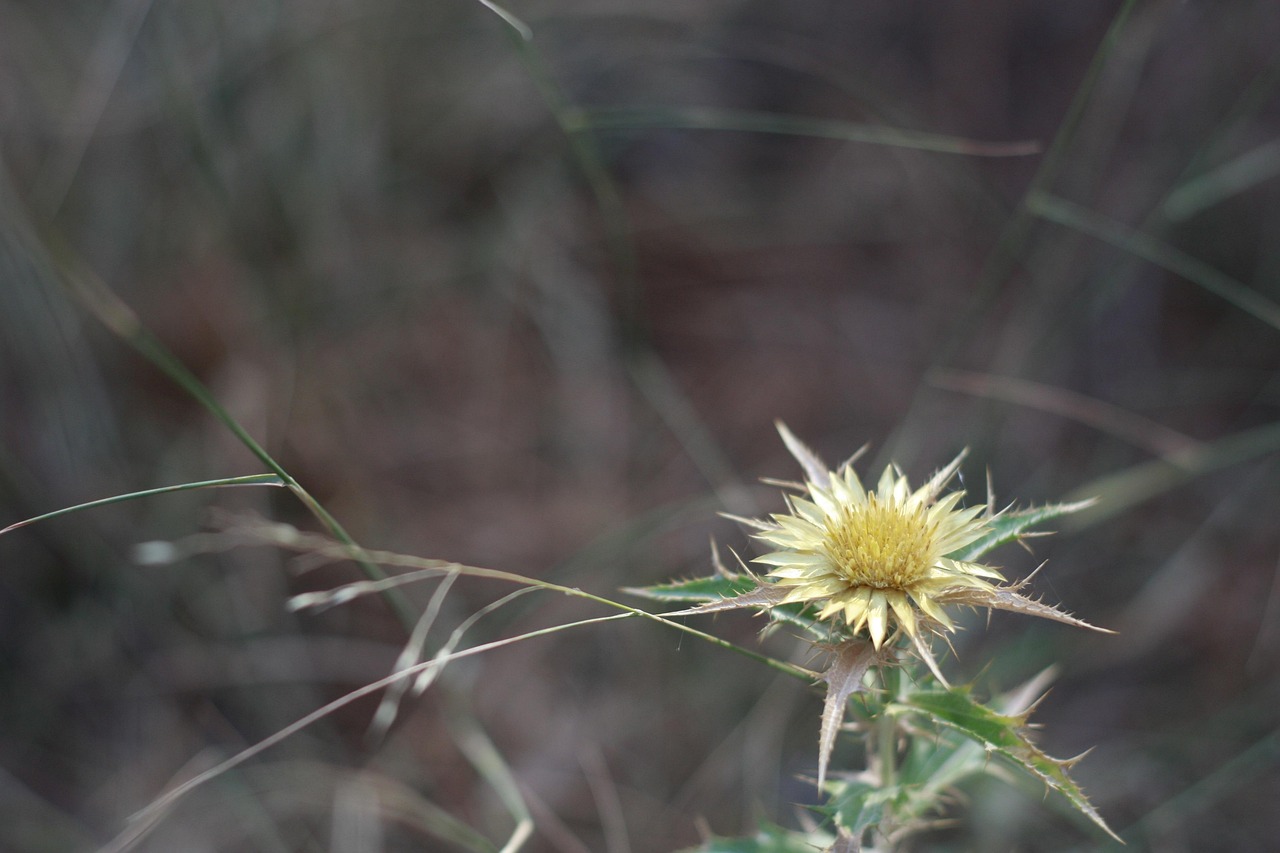 Dry Flower Herbal - Free photo on Pixabay - Pixabay