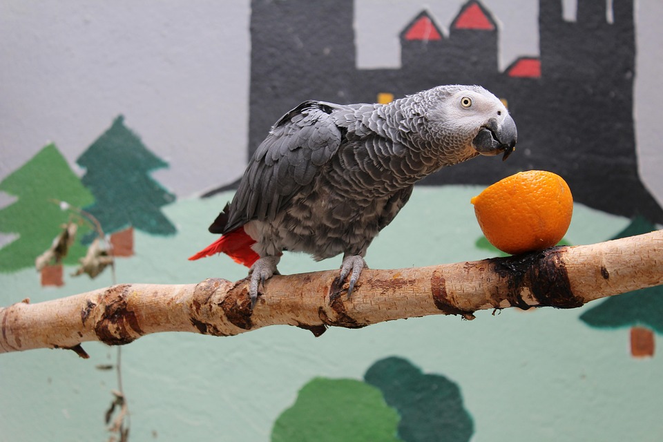 Parrot Bird Zoo - Free photo on Pixabay