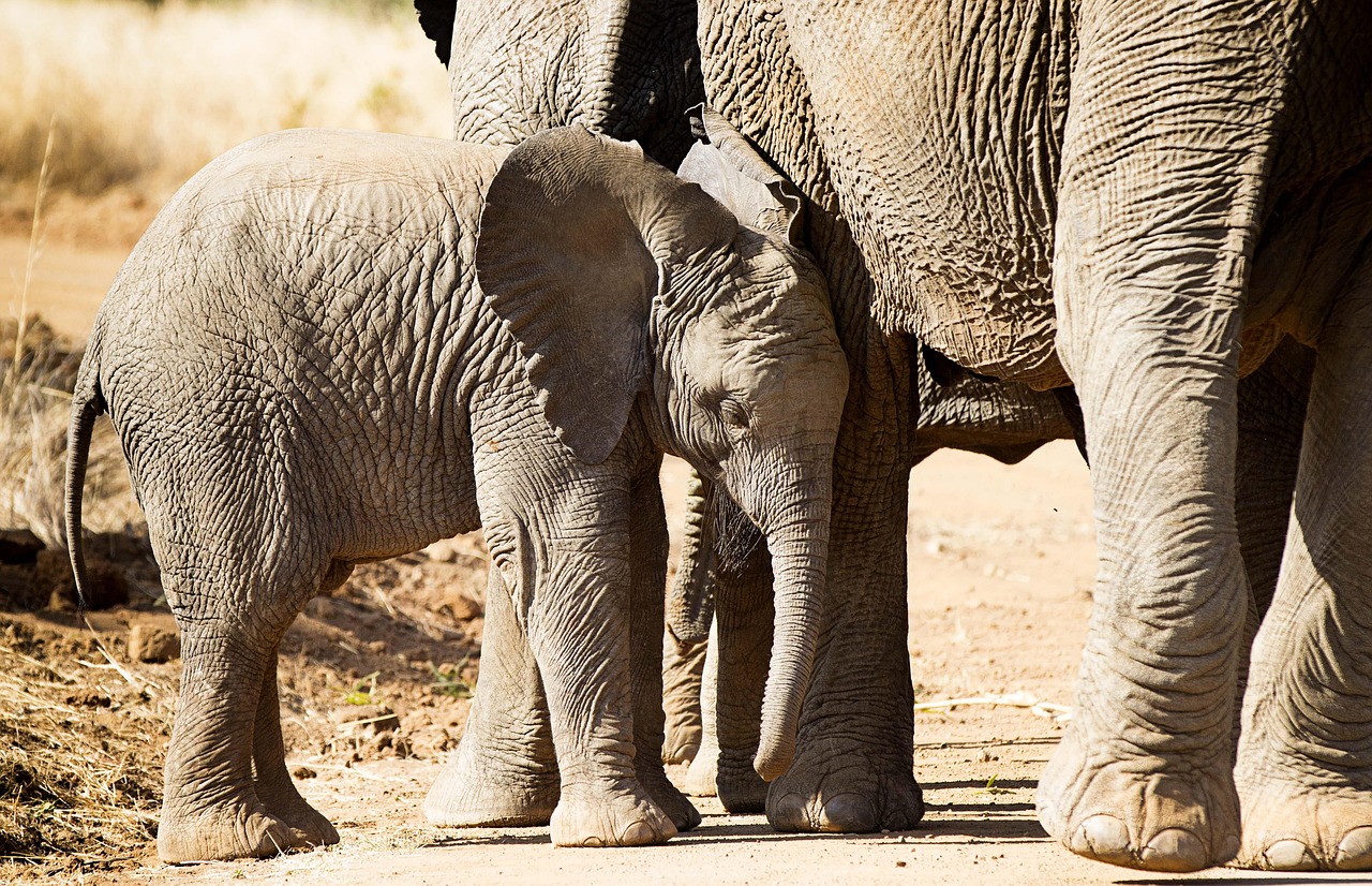 300+ kostenlose Tierbabys und Natur-Bilder - Pixabay