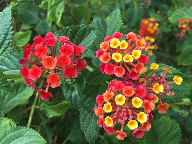 Indian Lantana Tropical Flowers - Free photo on Pixabay - Pixabay