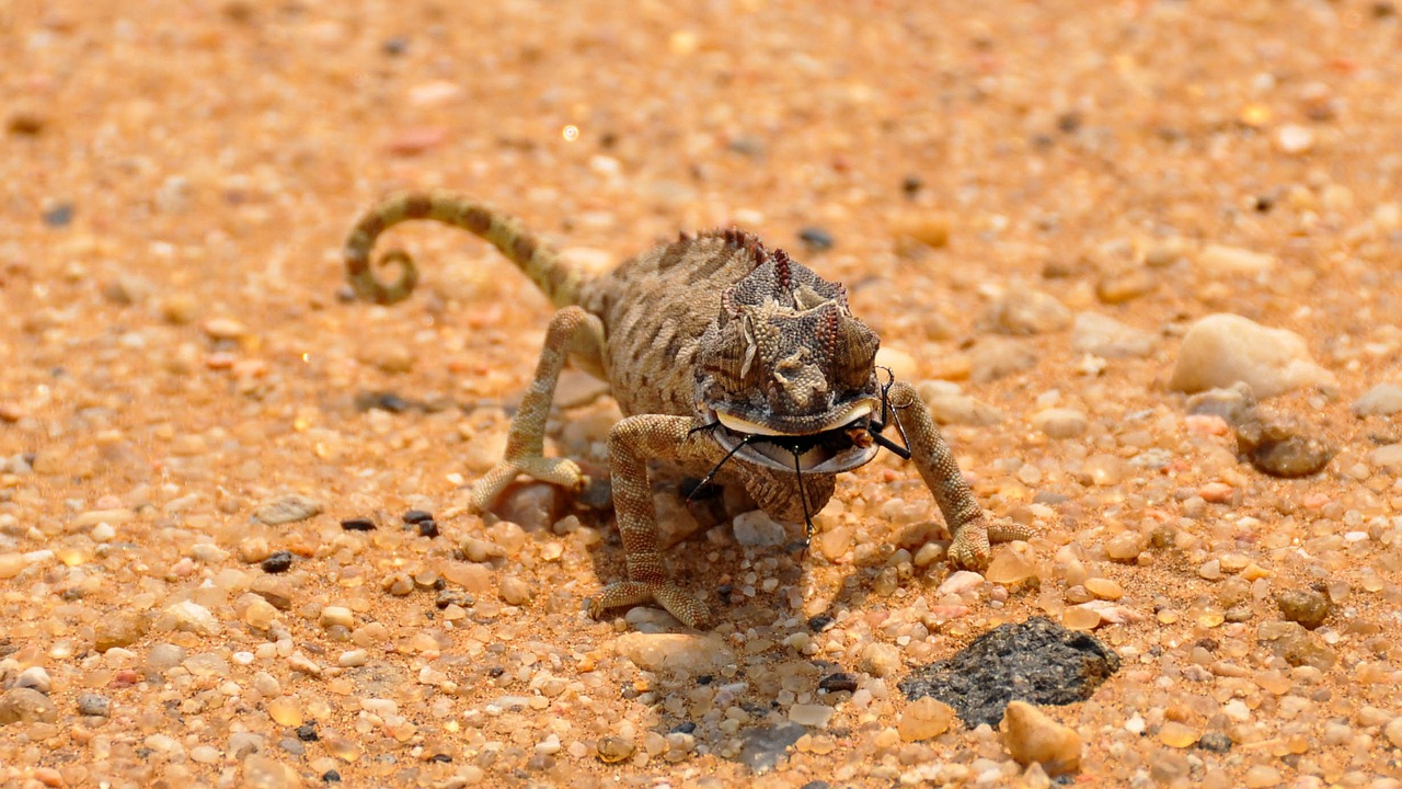 Chameleon Africa Namibia - Free photo on Pixabay