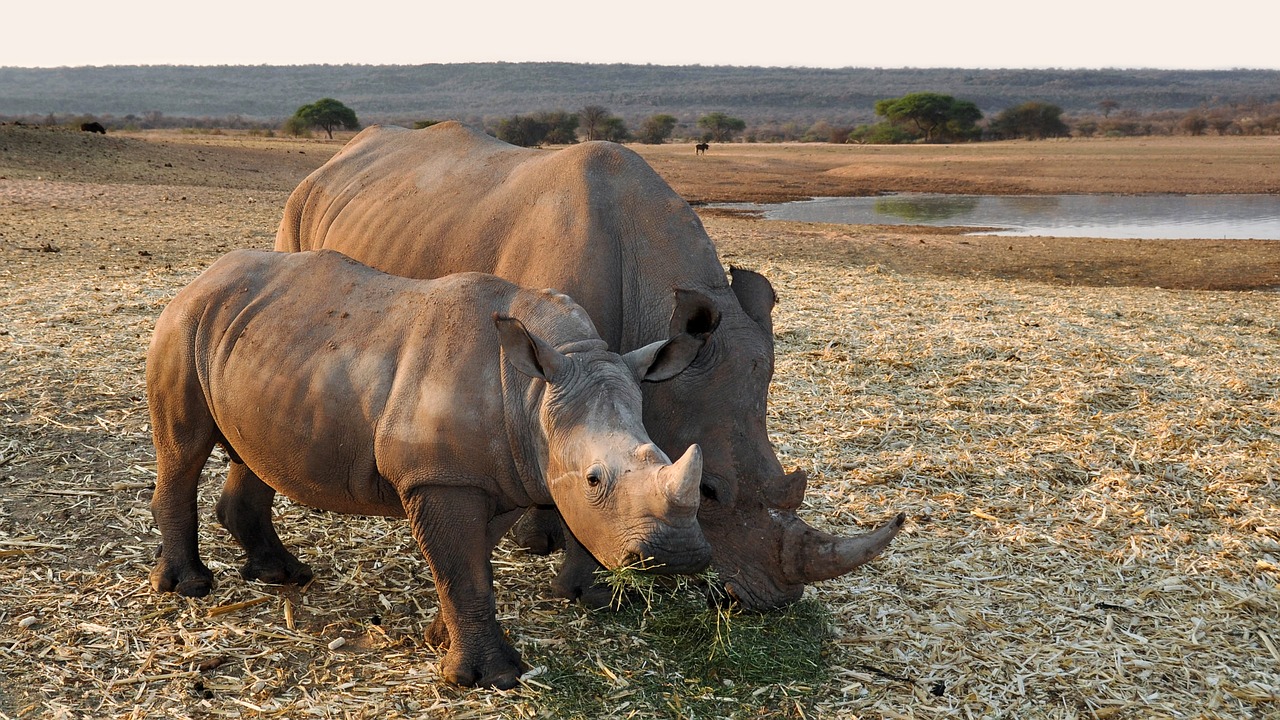 1,000+ Free Rhino & Rhinoceros Images - Pixabay