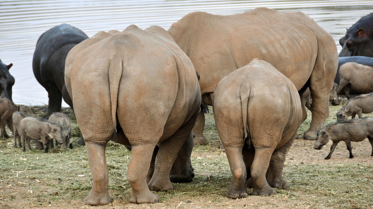 Rhino Pachyderm Africa - Free photo on Pixabay