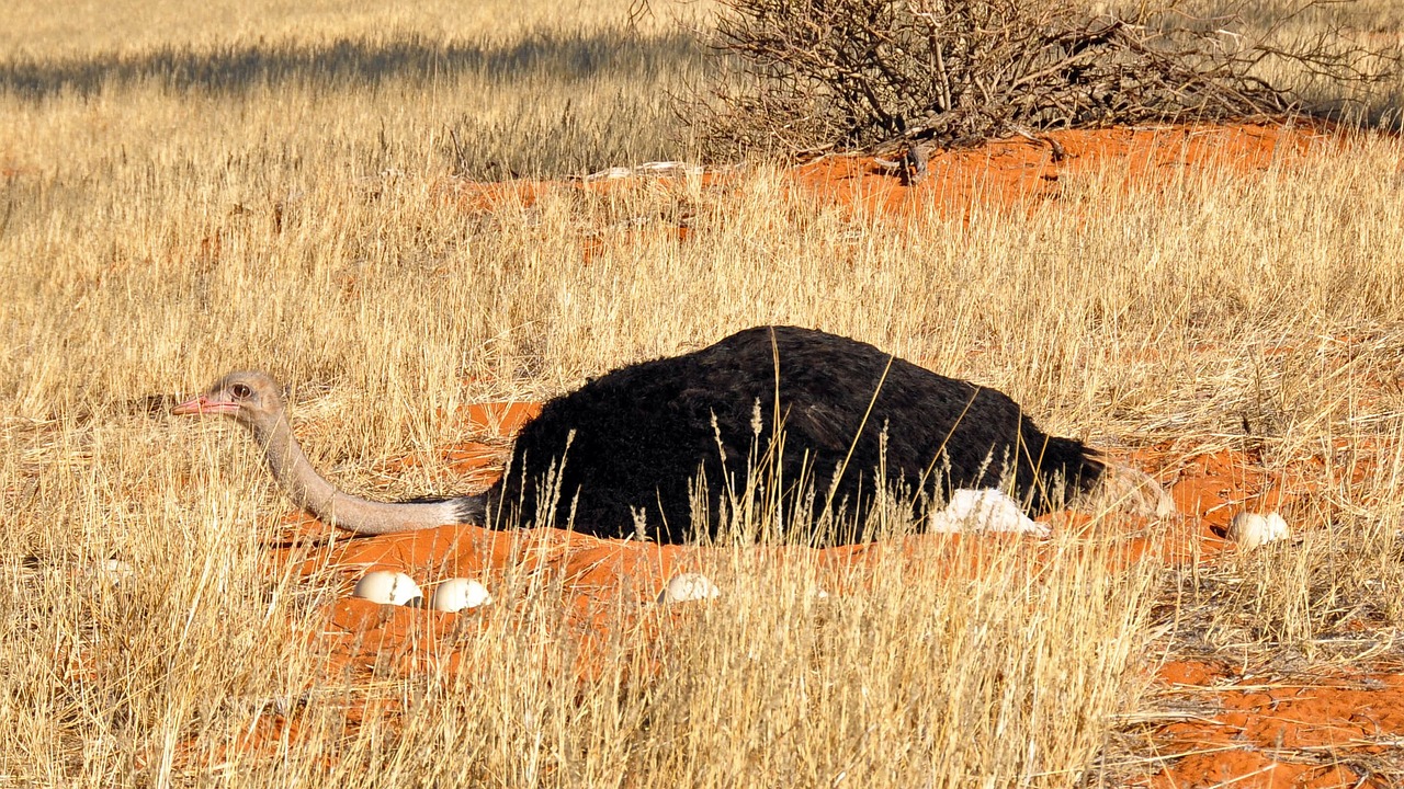 Strauss Africa Ostrich Eggs - Free photo on Pixabay - Pixabay