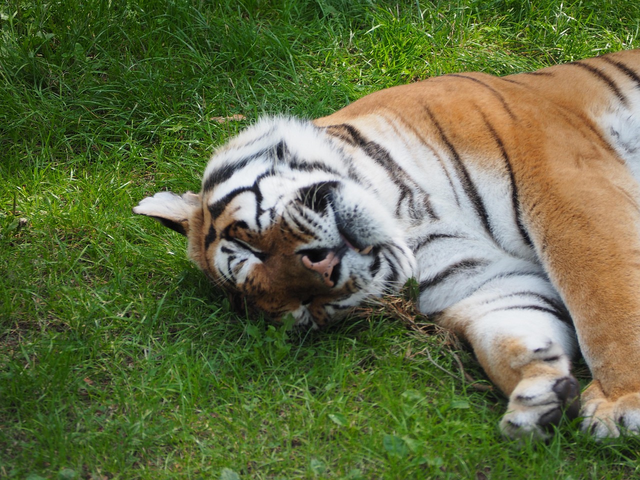 Tiger Big Cat Serengeti Park - Free photo on Pixabay - Pixabay