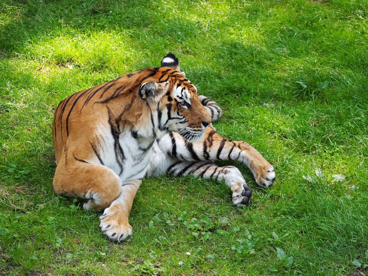 Tiger Big Cat Serengeti Park - Free photo on Pixabay - Pixabay