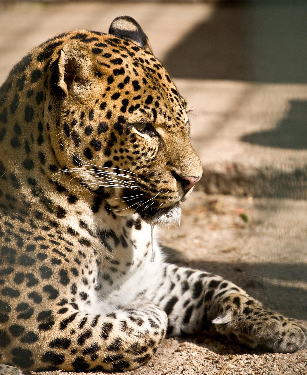 Zoo Leopard Raubkatze - Kostenloses Foto auf Pixabay