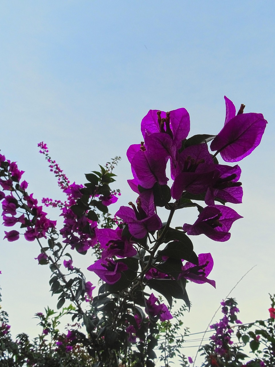 Bougainvillea Plant Flower - Free photo on Pixabay