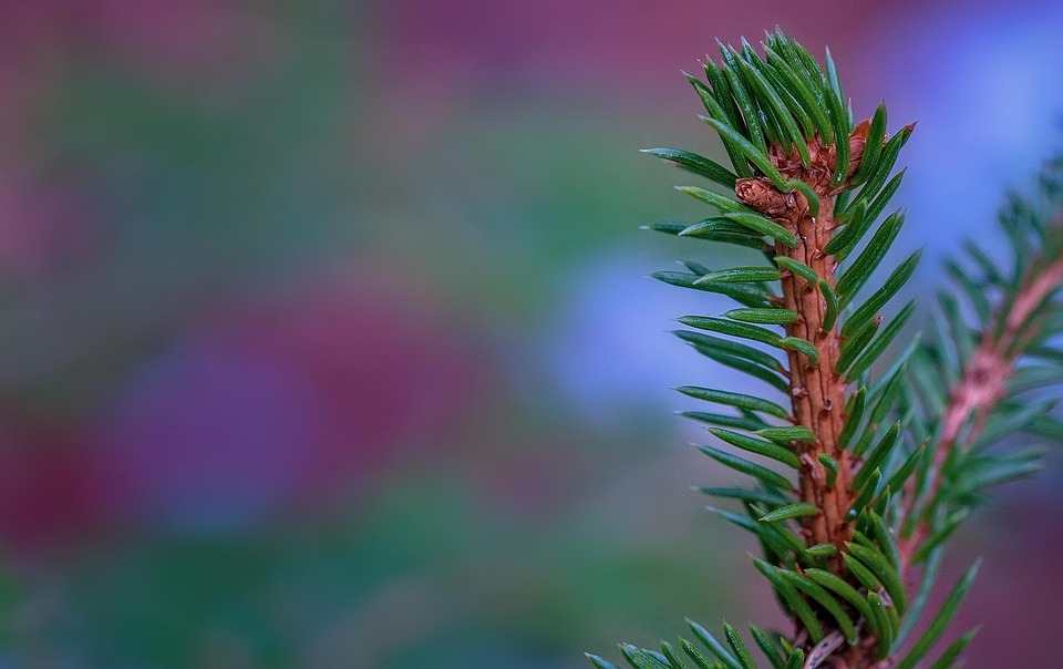 Branch Conifer Coniferous Tree - Free photo on Pixabay
