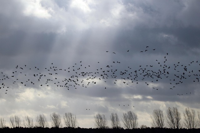 Vogelschwarm Himmel Licht - Kostenloses Foto auf Pixabay