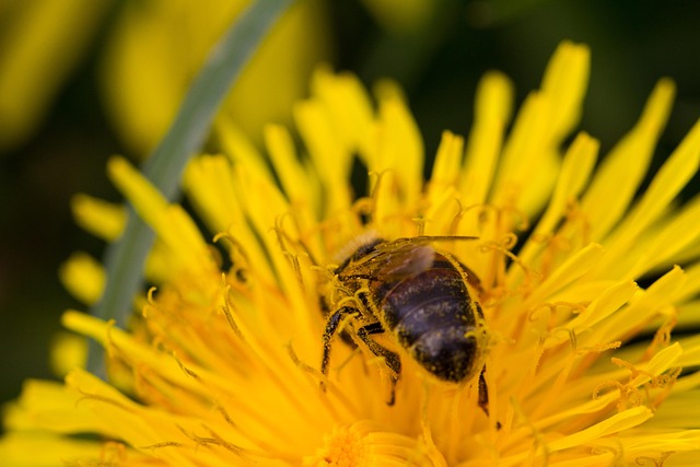 Abeja Macro Flor - Foto gratis en Pixabay - Pixabay