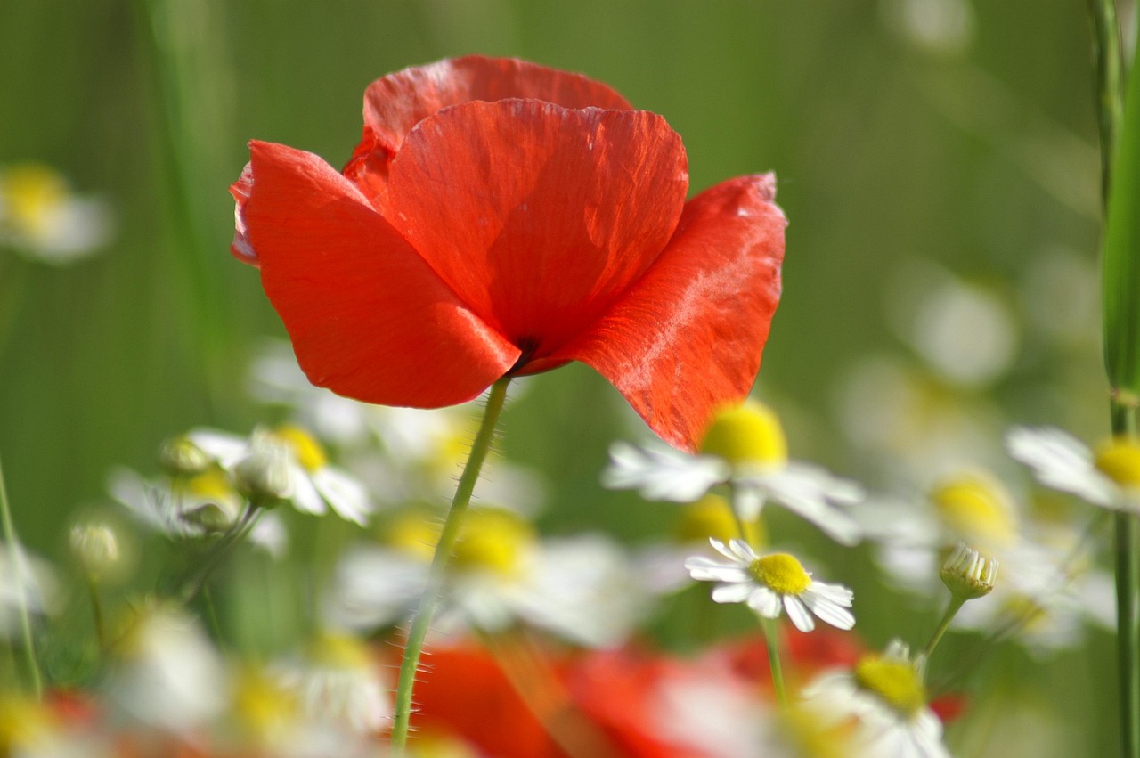 Poppy Flowers Field - Free photo on Pixabay - Pixabay