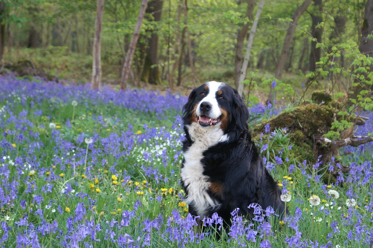 20,000+ Free Purple Dog & Nature Images - Pixabay