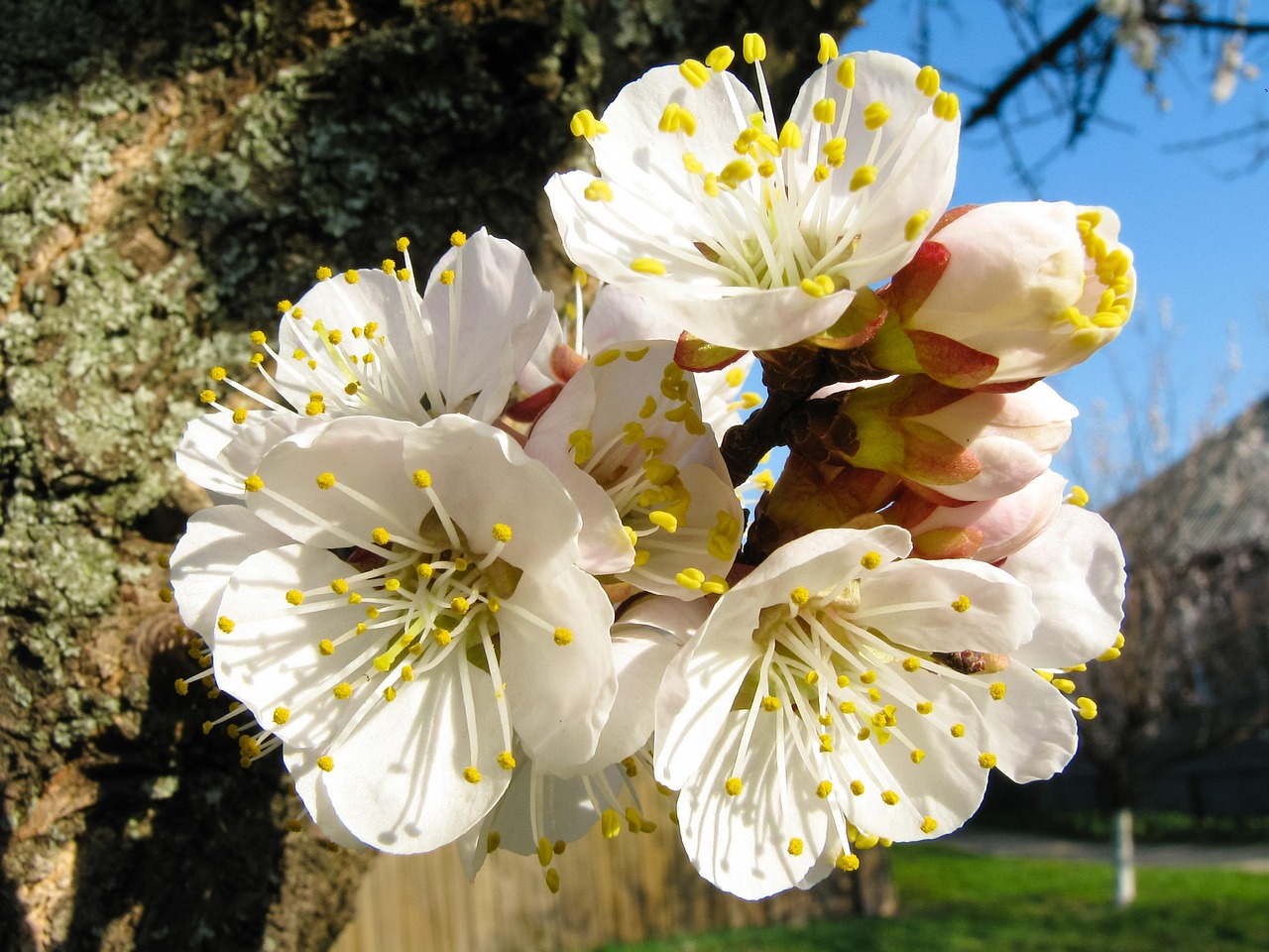 Summer Inflorescence Apricot - Free photo on Pixabay - Pixabay