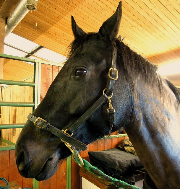 Horse Animal - Free photo on Pixabay