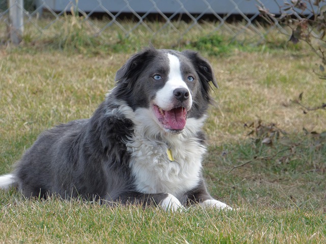 Border Collie Australian Shepherd - Free photo on Pixabay