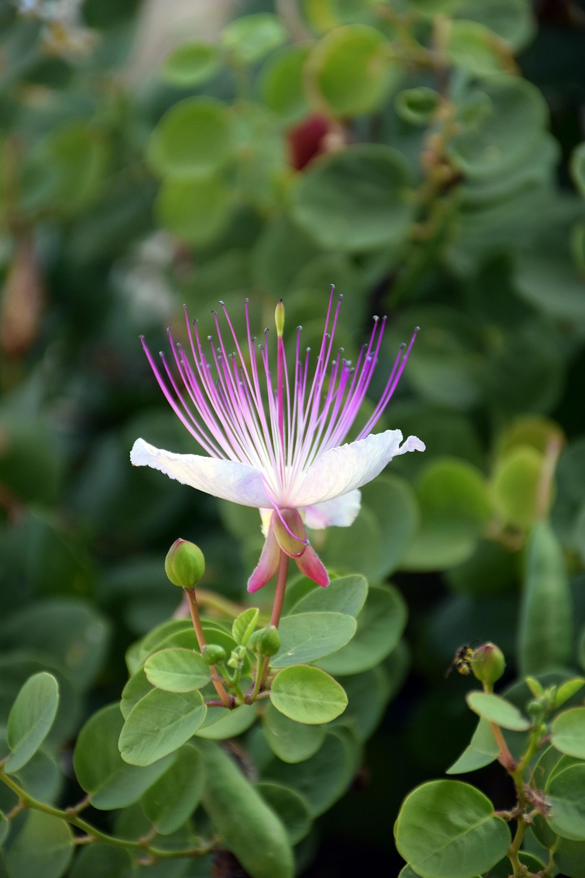 Flor Roxa Natureza - Foto gratuita no Pixabay - Pixabay
