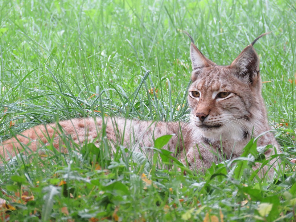 Lynx Nature Animal - Free photo on Pixabay - Pixabay