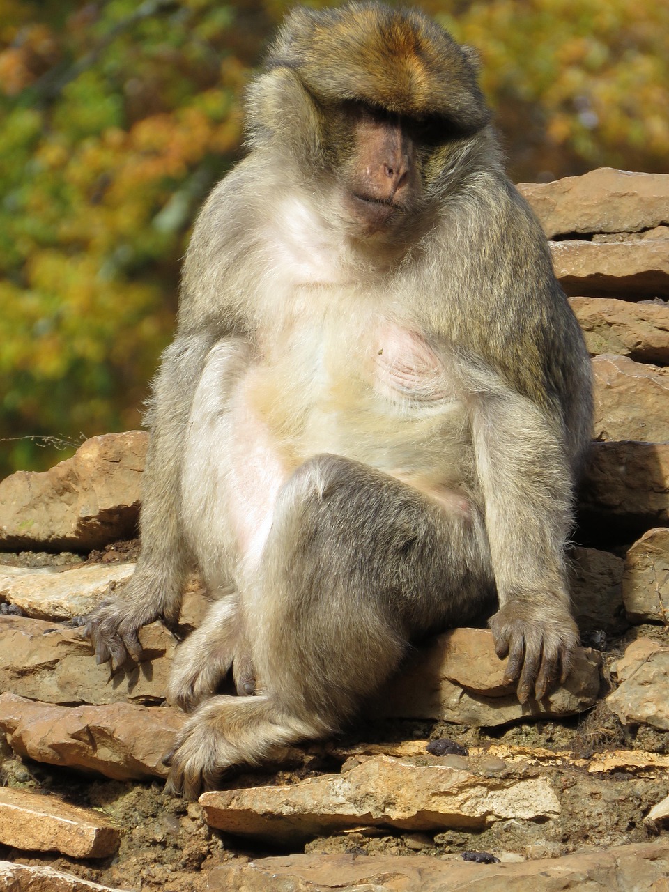 Macaco Mono Zoo - Foto gratis en Pixabay - Pixabay