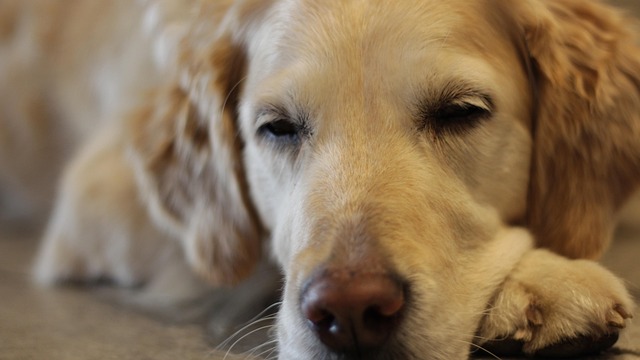 Dog Sleeping Tired - Free photo on Pixabay