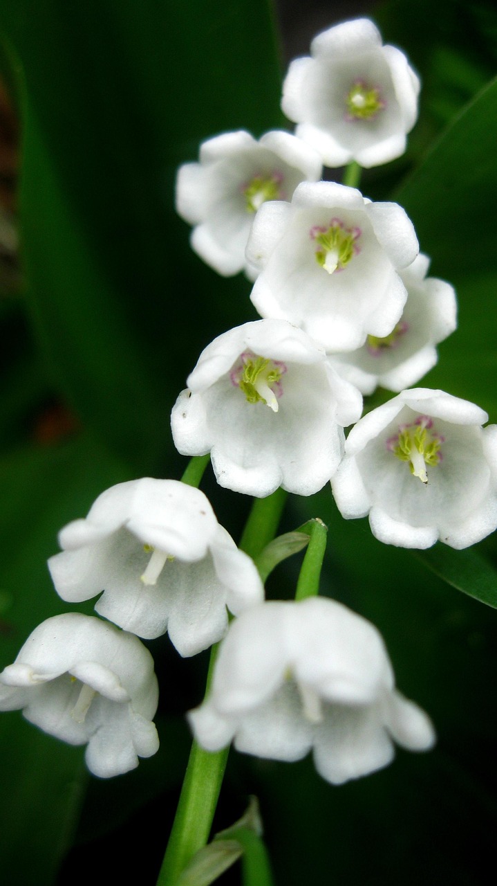 Lily Of The Valley Spring Summer - Free photo on Pixabay - Pixabay
