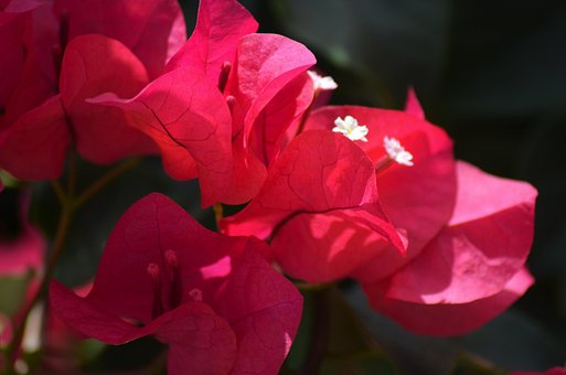 20+ Gambar Bugenvil Pink & Bugenvil Gratis - Pixabay