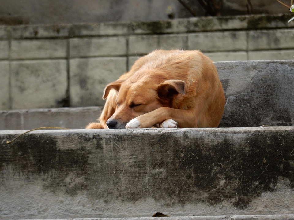 Perro Vagabundo Dormir Al Aire - Foto gratis en Pixabay - Pixabay