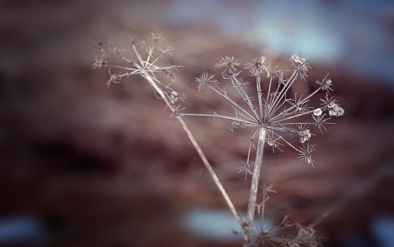 Planta Secado Desteñido Foto Gratis En Pixabay Pixabay
