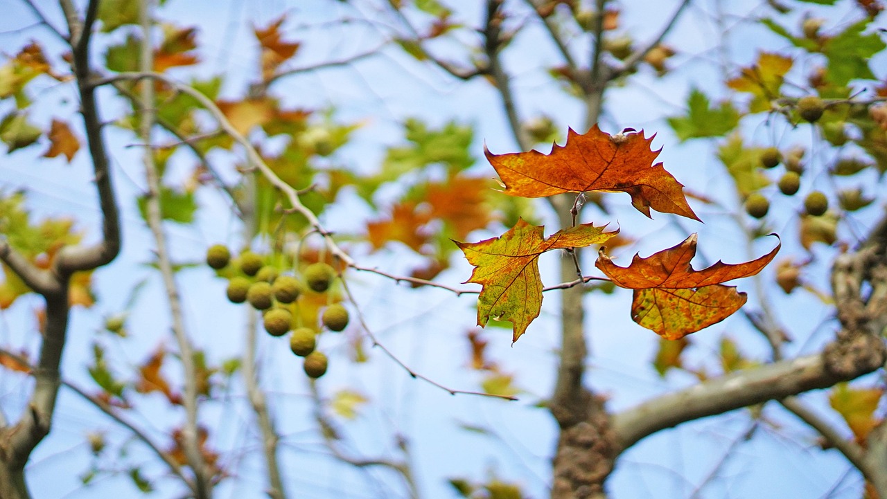 30,000+ Free Sycamore Leaves & Sycamore Images - Pixabay