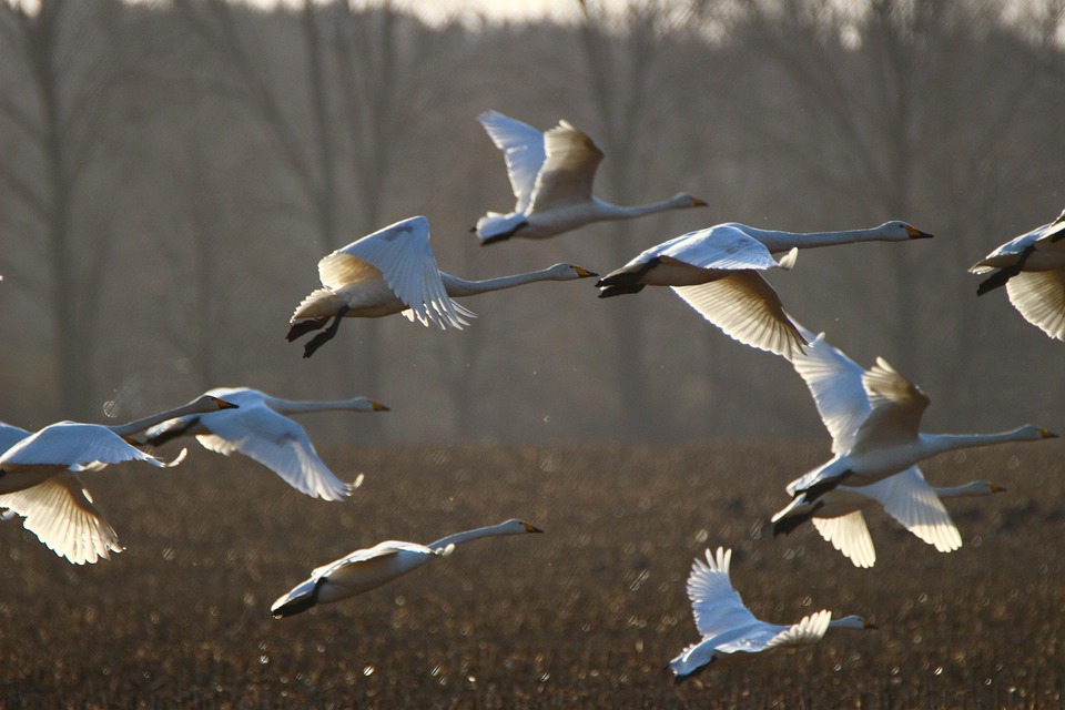 Whooper Swan Bird - Free photo on Pixabay - Pixabay