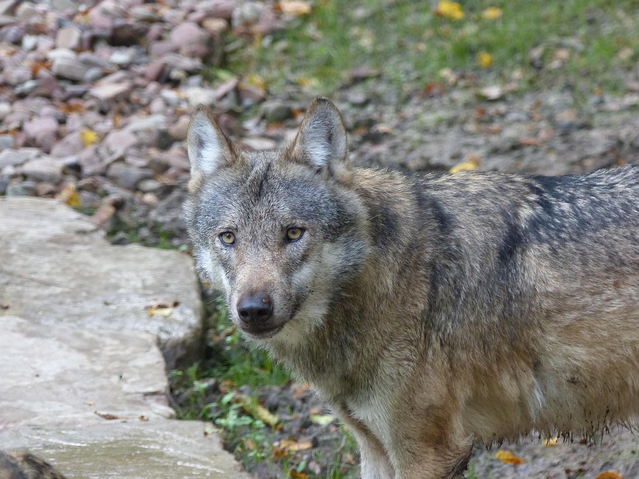 Lobo Naturaleza Animal Salvaje - Foto gratis en Pixabay - Pixabay