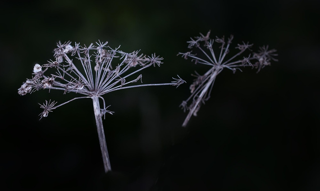 Planta Naturaleza Semillas Foto Gratis En Pixabay Pixabay