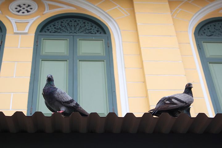100+ Free Pigeon Building & Building Images - Pixabay