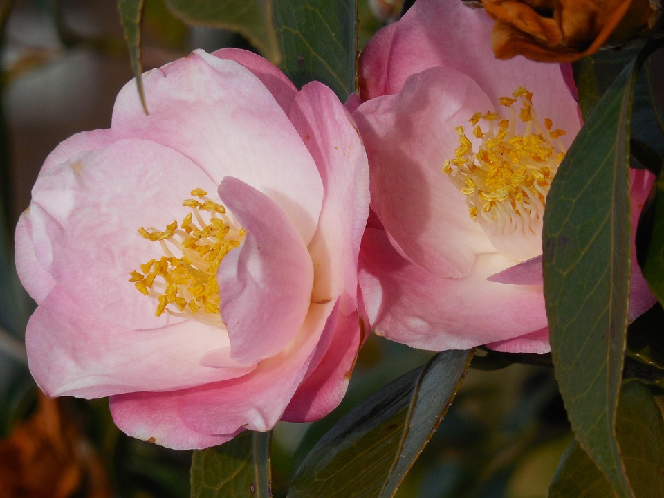 Camellia Bloom Seasonal - Free photo on Pixabay