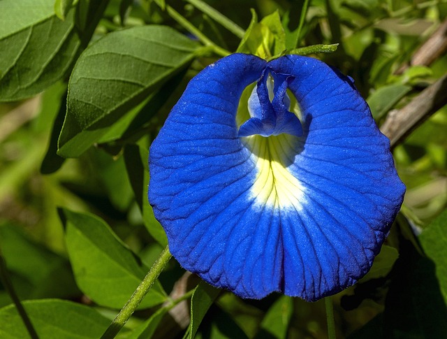 Flower Butterfly Peas Blue And - Free photo on Pixabay - Pixabay