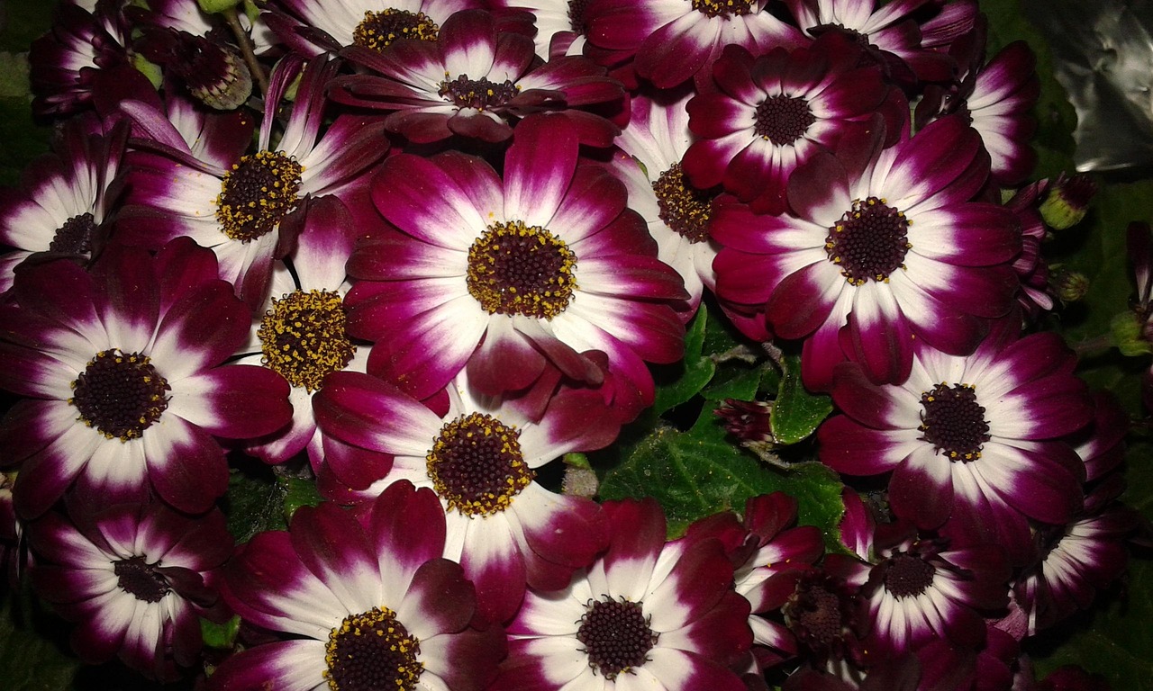 Cineraria Flower Green - Free photo on Pixabay - Pixabay