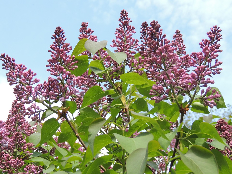 Lilas Floraison - Photo gratuite sur Pixabay - Pixabay