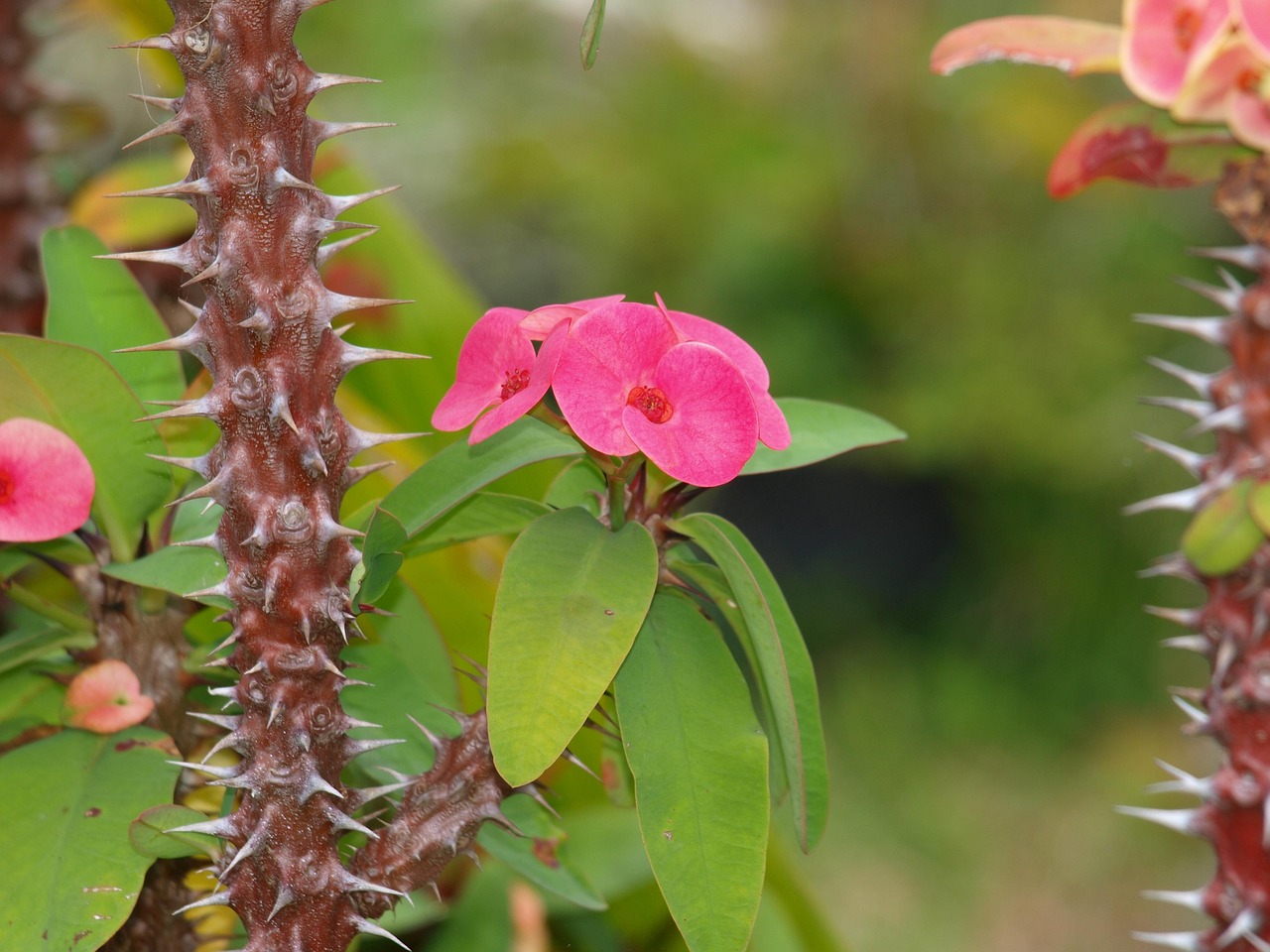 Épines Du Christ Euphorbia Milii - Photo gratuite sur Pixabay - Pixabay